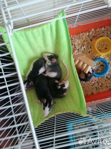 Крыски в добрые руки