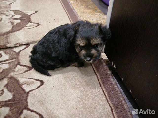 Щенки русской разноцветной болонки