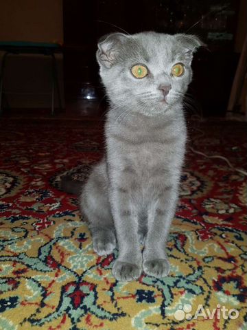 Смесь вислаухая с турецким ангором