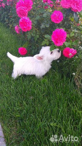 Вест хайленд вайт терьер