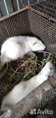 Нутрии самцы