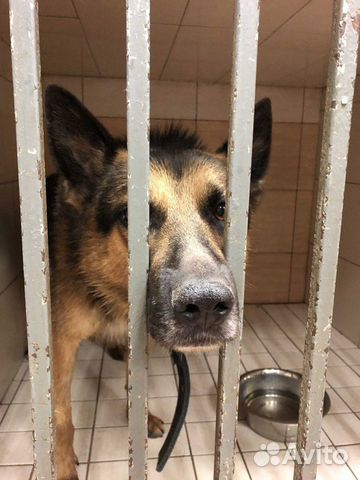 Собака немецкая овчарка
