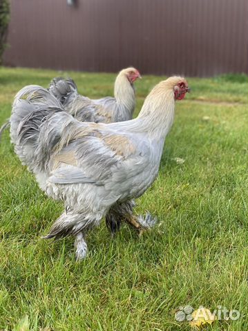 Петух Брама Изабель