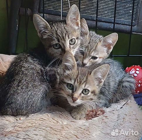 Метисы сибирский кошки