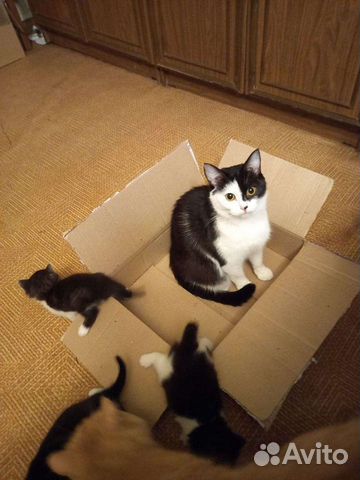Котята