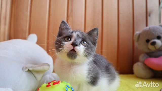Котика выкинули в мусорный бак