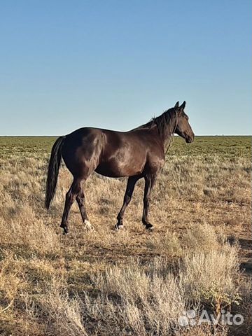 Продаю Лошадь