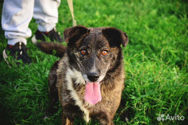 Шарик в добрые руки