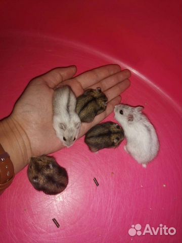 Джунгарский хомяк