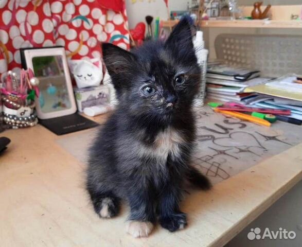 Котята в хорошие руки