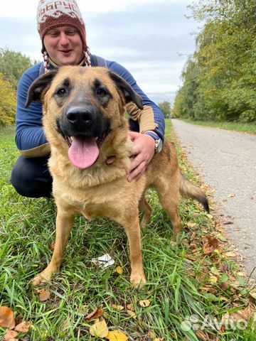 Собака в добрые руки