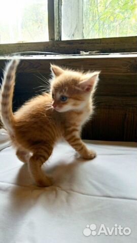 Рыженькая девочка 1 месяц