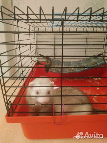 Хорек с клеткой