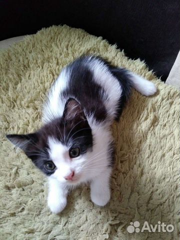 Котята в добрые руки бесплатно