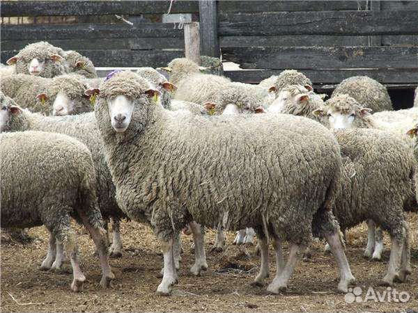 Овцы бараны