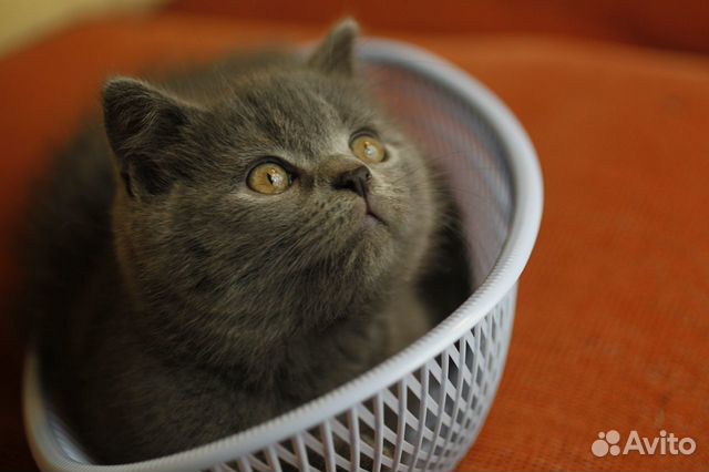Британские голубые котята