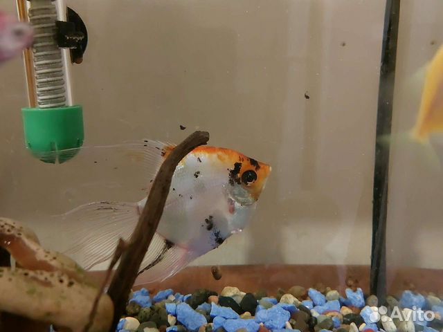 Рыбки скалярии