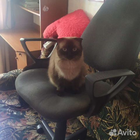 Кот тайский британец