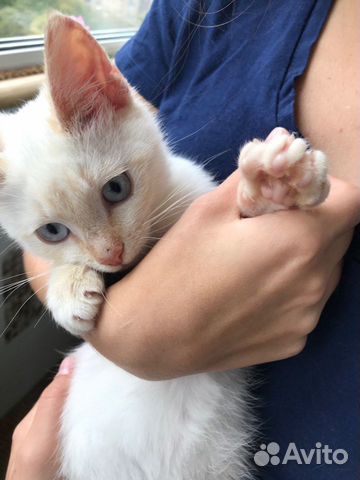 Котенок котик кот в дар бесплатно добрые руки