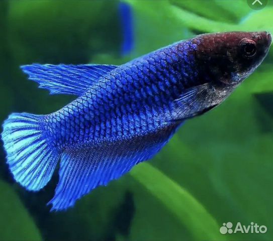 Самка сиамского петушка