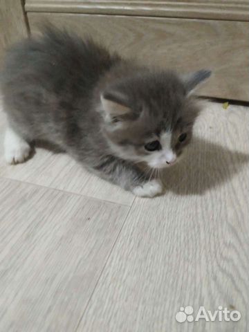 Котенок кошка кот серый белый