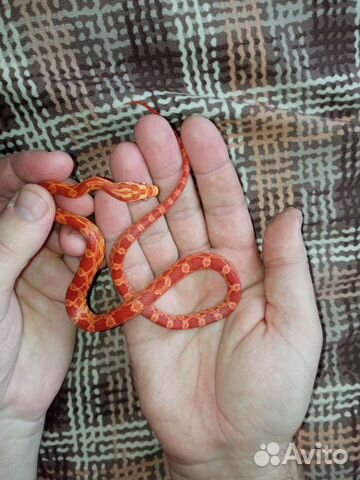 Маисовый полоз самка