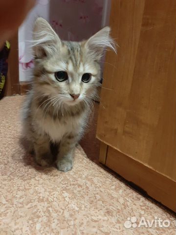 Котёнок-девочка