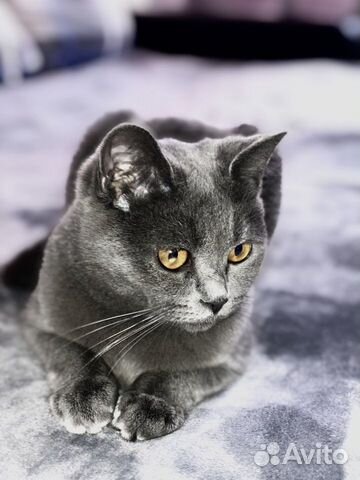 Британская короткошерстная кошка