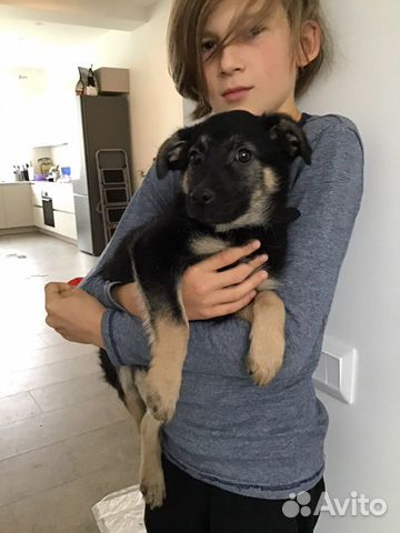 Щеночек от некрупной мамы собаки