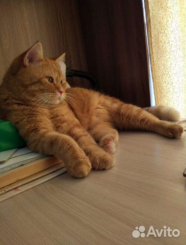 Рыжий красавчик Лёвушка в ответственные руки