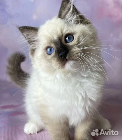 Рэгдолл мальчик в окрасе Сил Миттед