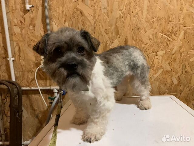 Жюли. Метис ши-тцу в дар