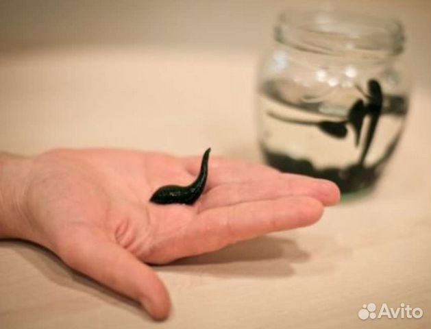 Продам пиявки