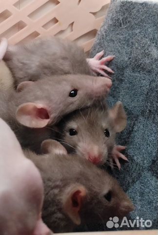 Крысята Дамбо