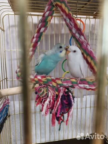 Пара ручных волнистых попугаев