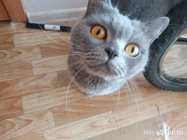 Британская