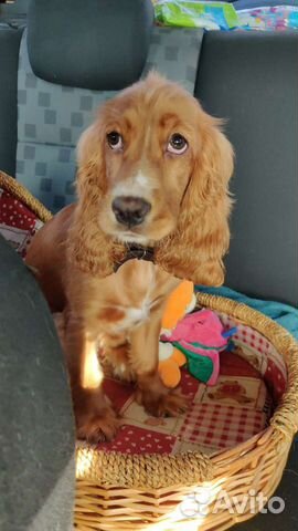 Продам щенка Кокер спаниеля