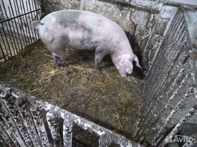 Свиноматки