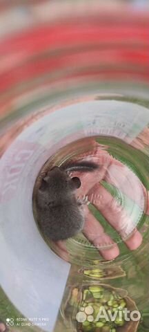 Лесная соня