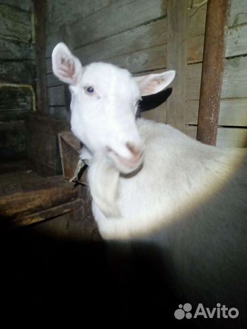 Зааненская коза