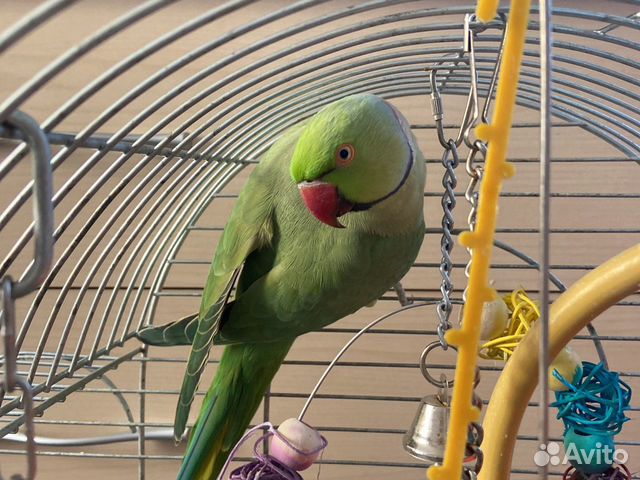 Ожереловый попугай