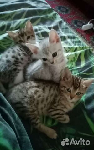 Кошки бесплатно