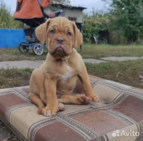 Девочка бордоский дог