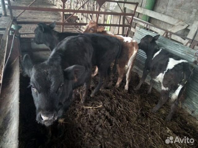 Телята бычки