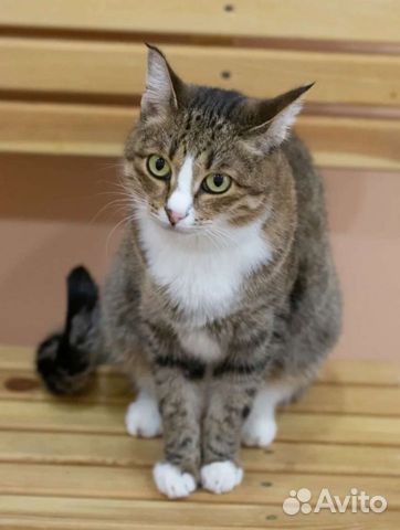 Ушастенькая кошка Сима в дар