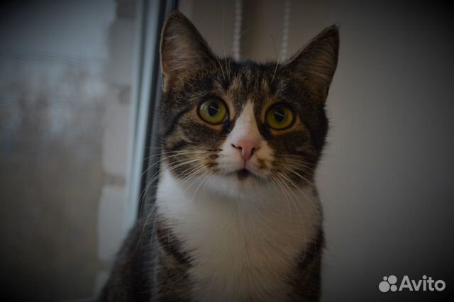 Кошка в добрые руки