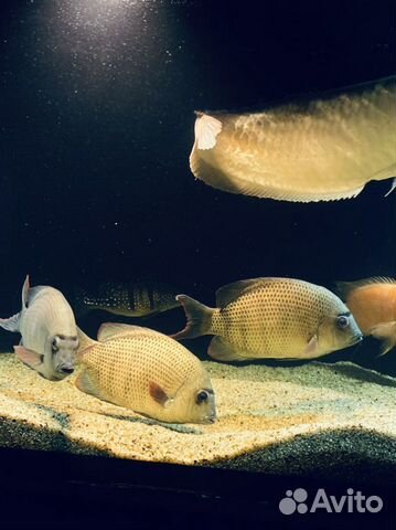 Пароэтроплюс Менарамбо (цихлиды Мадагаскара)