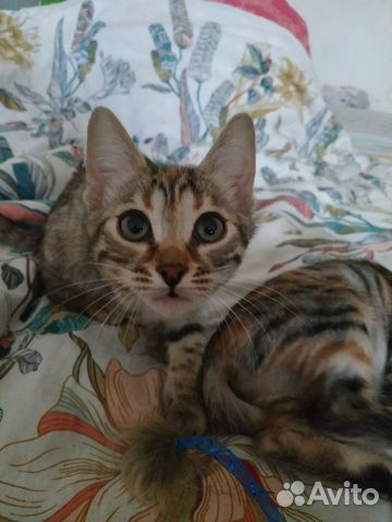 Кошка