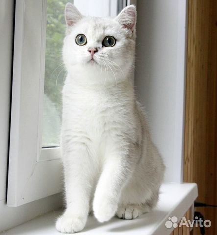 Взрослые серебристые кошки ищут добрые руки