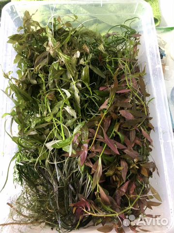 Аквариумные растения